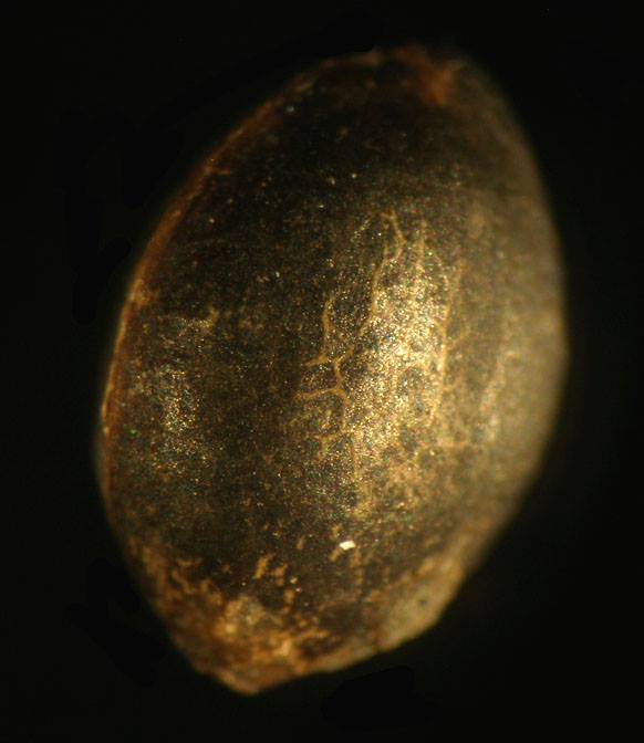 Hampa | Arkeologerna