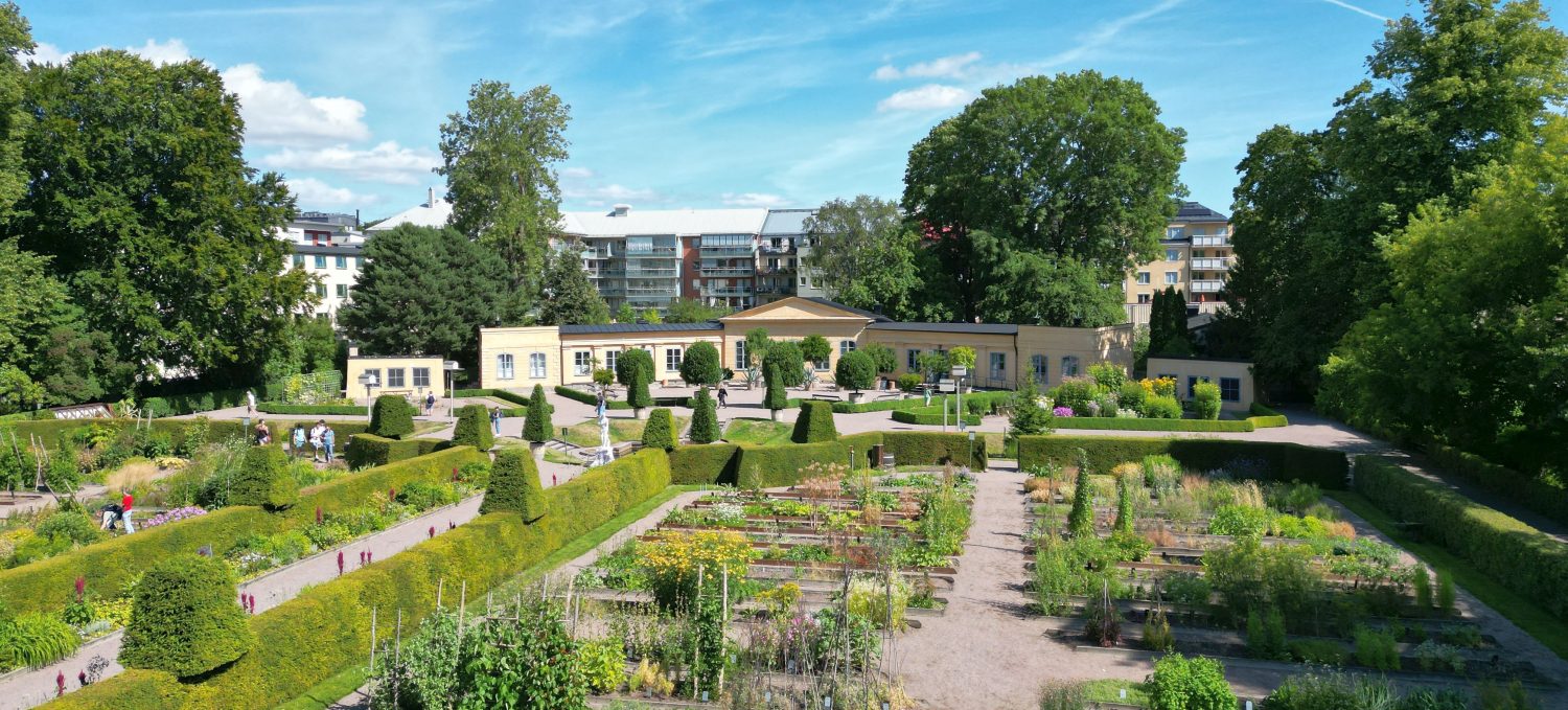 Carl von Linnés bakgård i Uppsala grävs ut | Arkeologerna