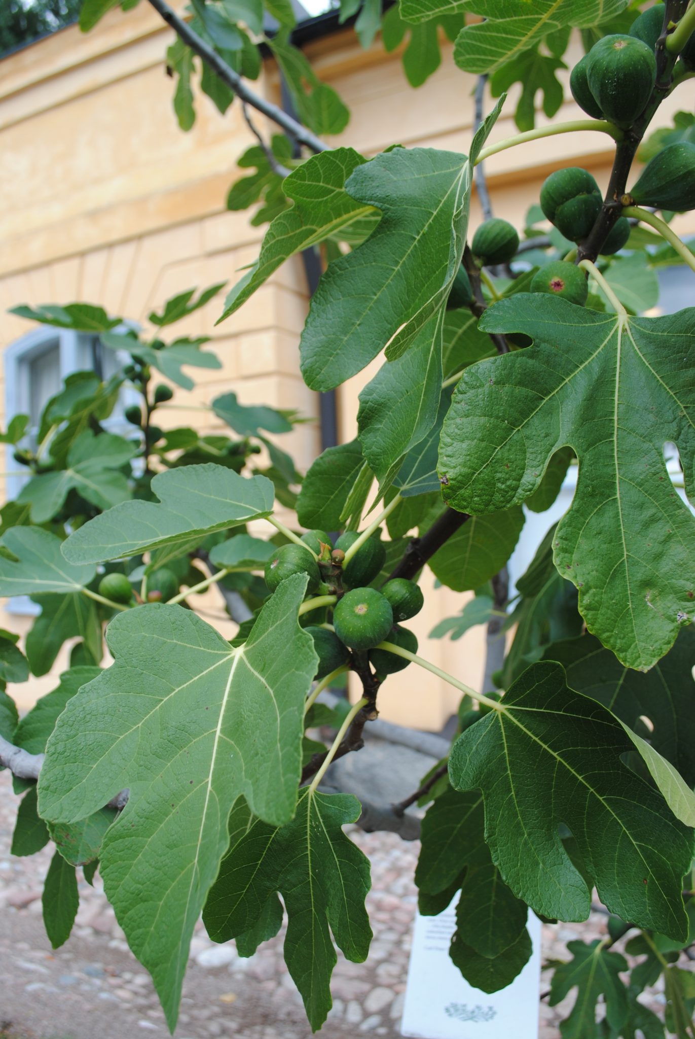 Citroner, granatäpplen och fikon | Arkeologerna