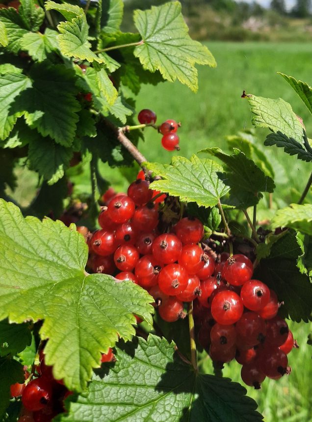 Stadsodling på Södermalm | Arkeologerna