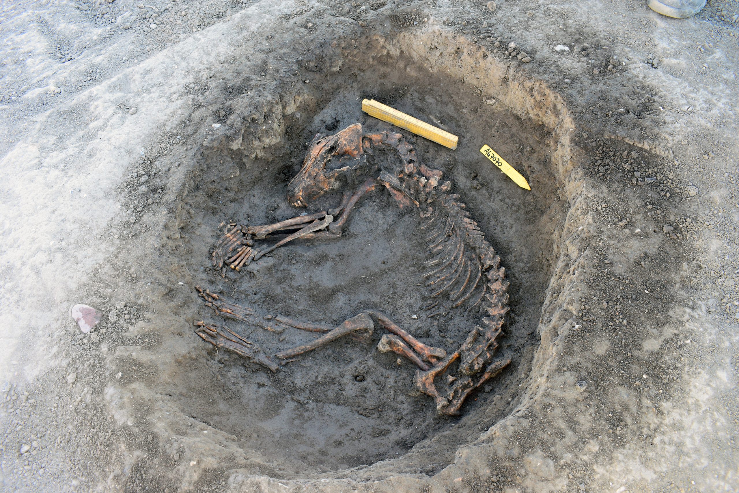 När en trogen vän går hädan | Arkeologerna